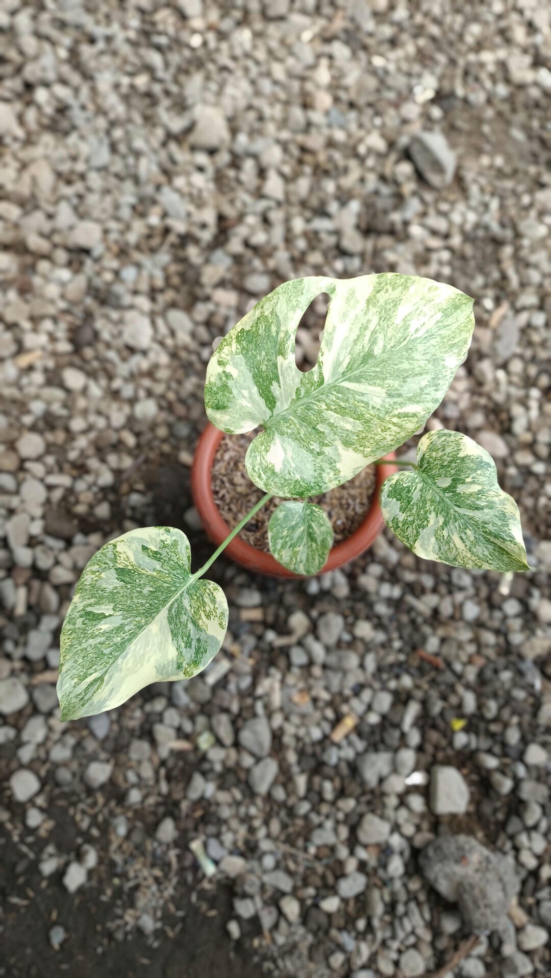 Monstera Legacy Diamond Variegated Real Picture - Etsy