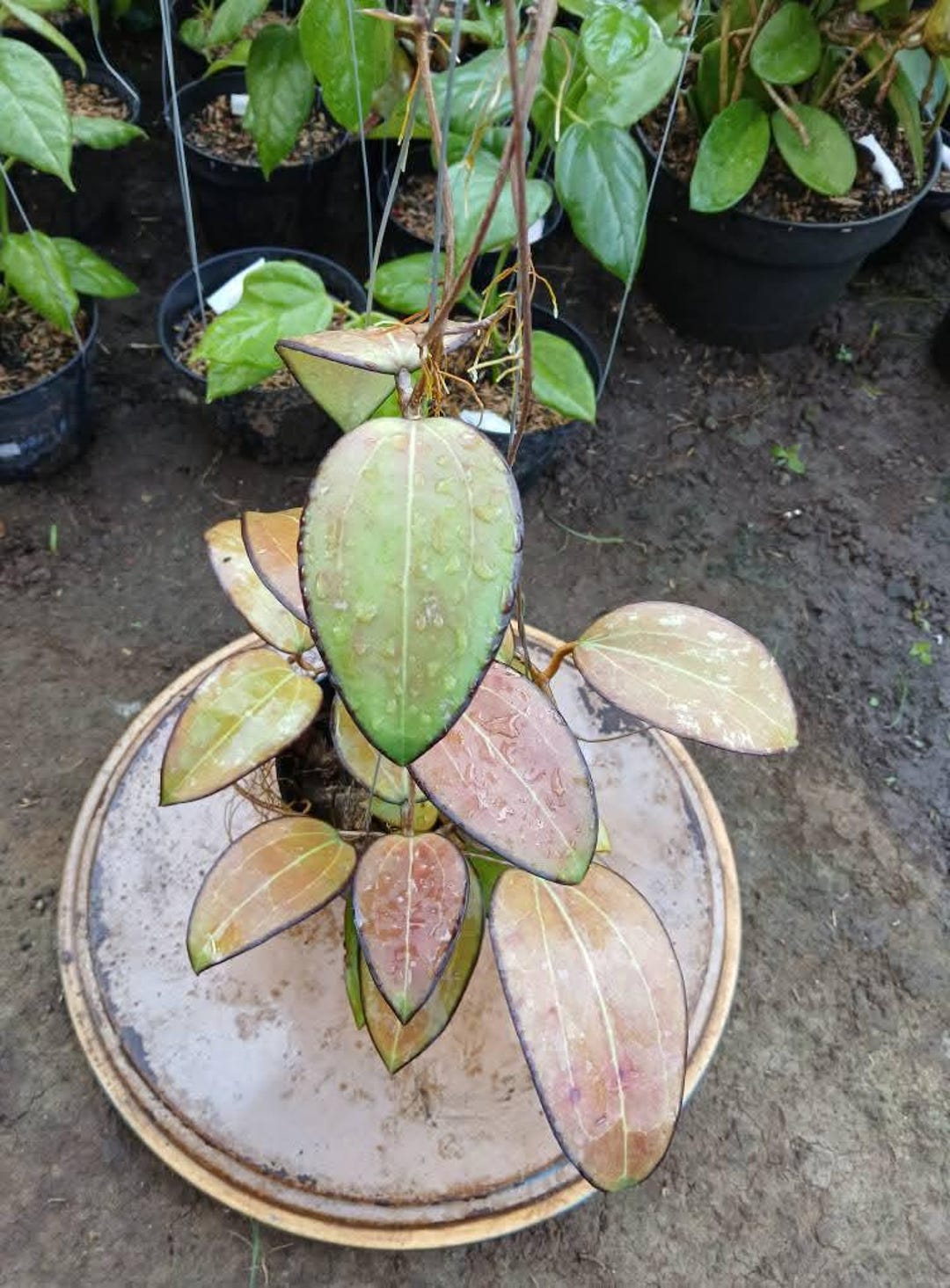 Hoya Fuscomarginata Red Sunstress Real Pict - Etsy