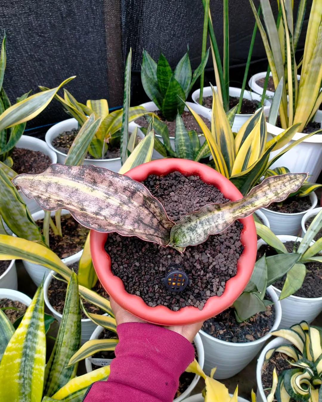 Sansevieria Kirkii bruine bonte zeldzame slangenplant - Etsy Nederland