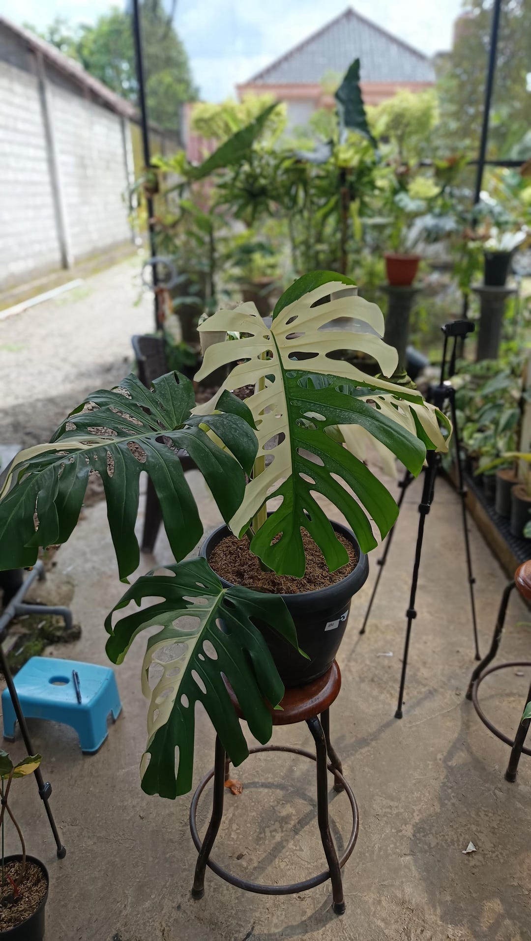 Monstera White Tiger Variegated Big Leaves Real Picture - Etsy