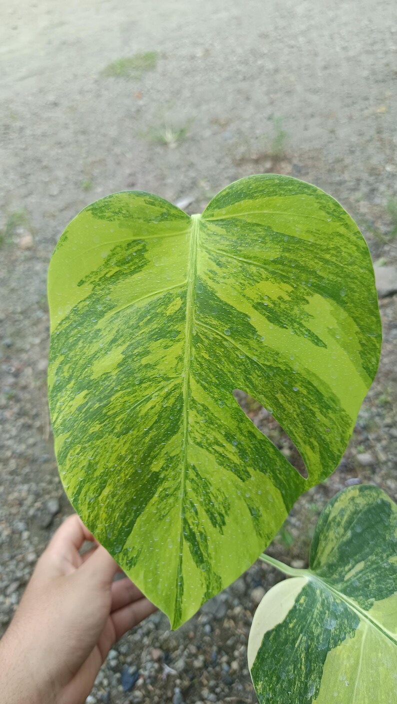 Monstera Marmorata Aurea Tricolor Variegated 2 Leaves Real Picture - Etsy