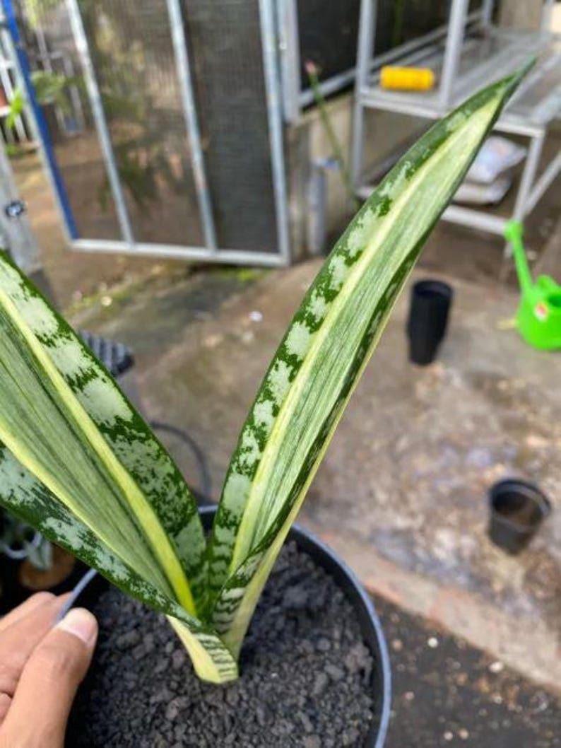 Sanseviera Bantel Batik Rare Snake Plant - Etsy