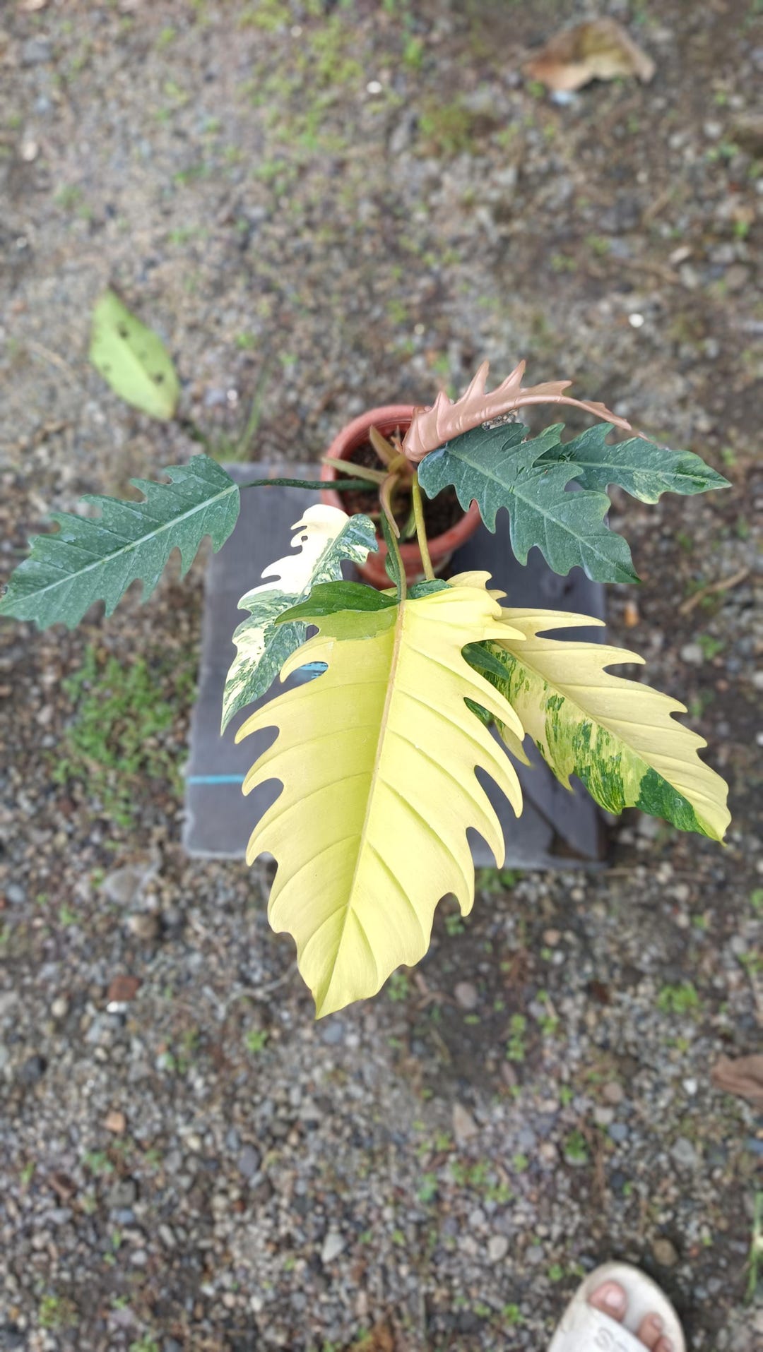 Real Picture Philodendron Caramel Marble Variegated 7 Leaves Large Size ...