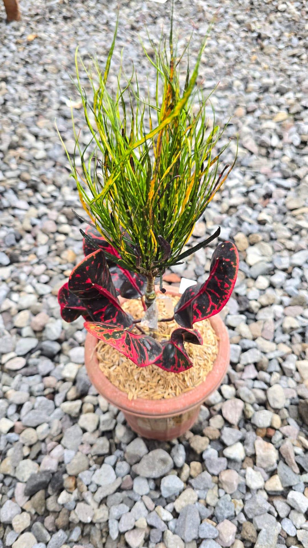 Codiaeum Variegatum Croton Picasso Paint Brush Real Pict - Etsy