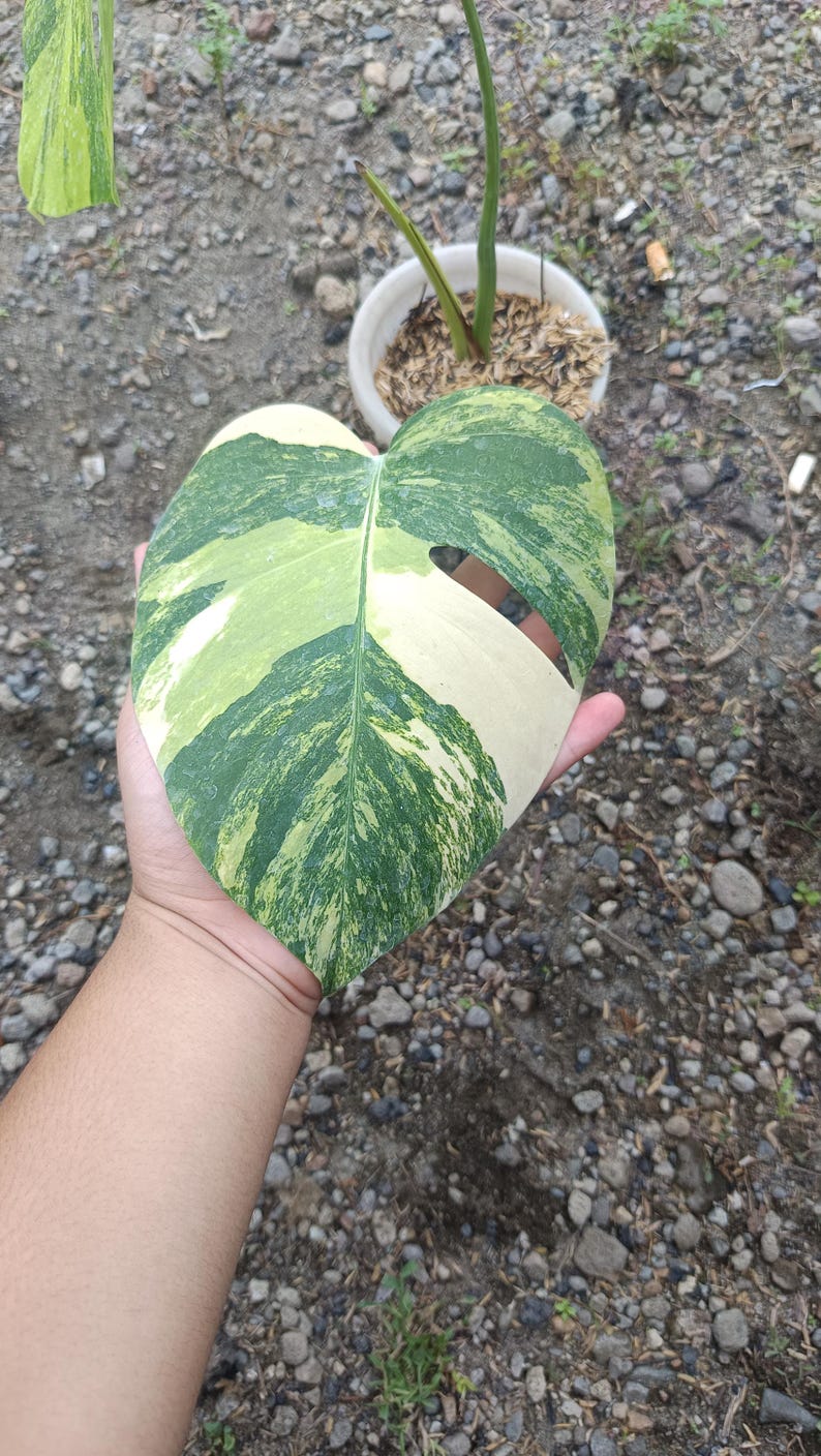 Monstera Marmorata Aurea Tricolor Variegated 2 Leaves Real Picture - Etsy