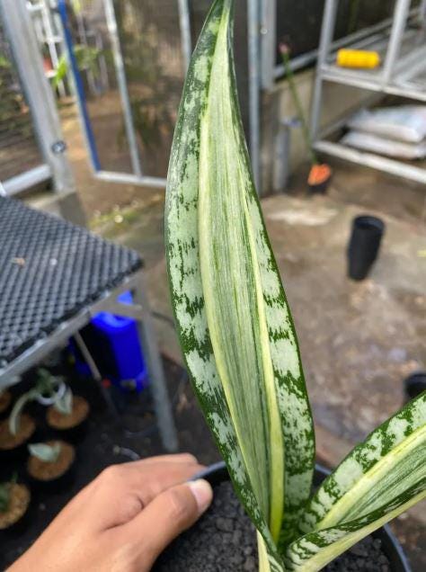 Sanseviera Bantel Batik Rare Snake Plant - Etsy