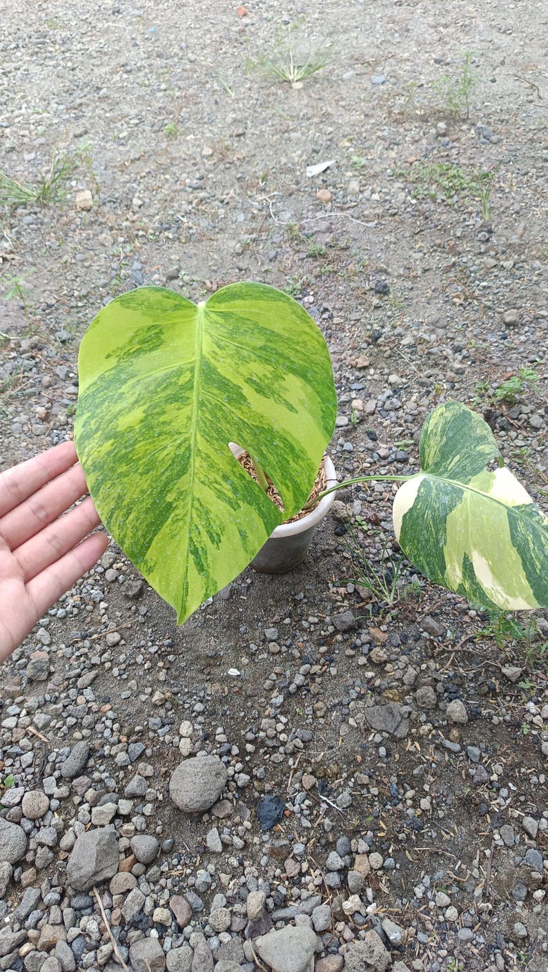 Monstera Marmorata Aurea Tricolor Variegated 2 Leaves Real Picture - Etsy