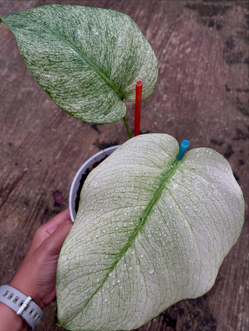 Real Picture Monstera White Devil Monster Variegated 2 Leaves - Etsy