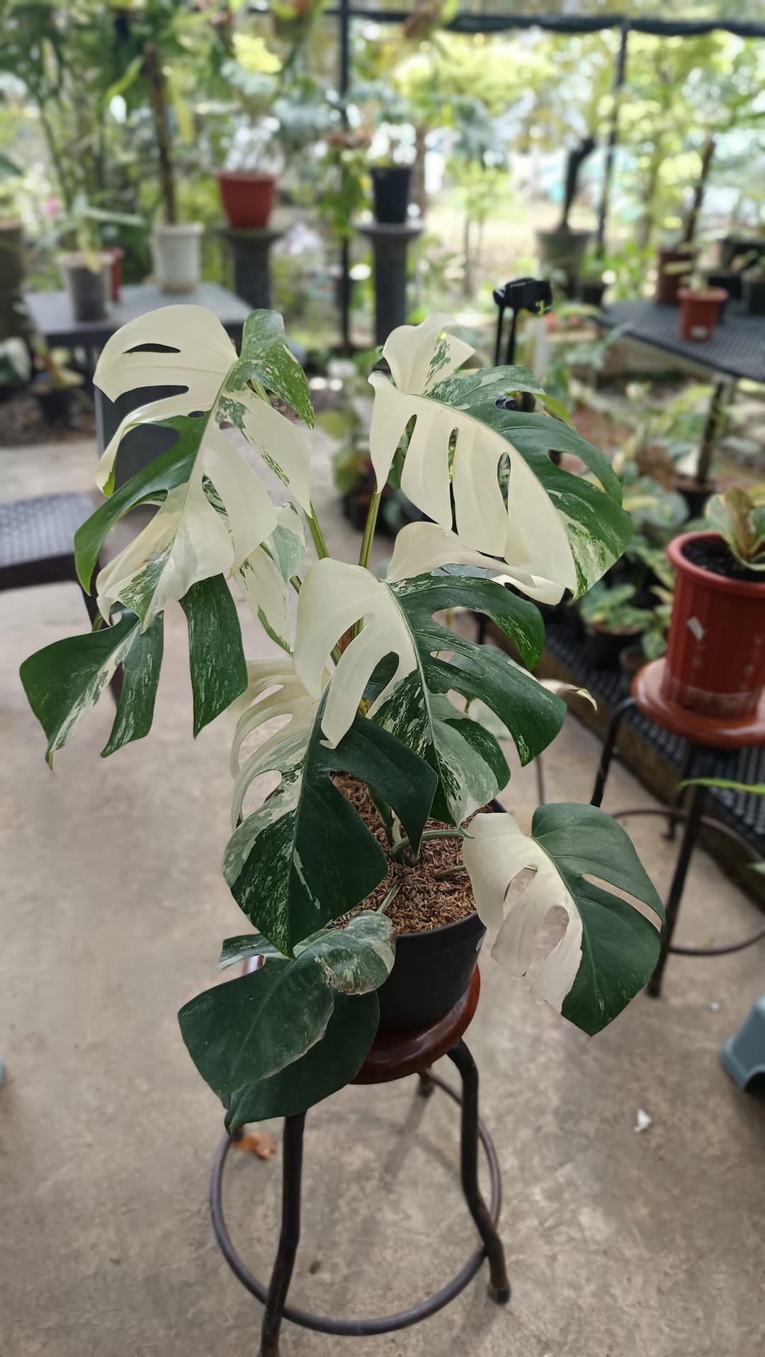 Monstera White Tiger Variegated 8 Leaves Big Size Real Picture. - Etsy