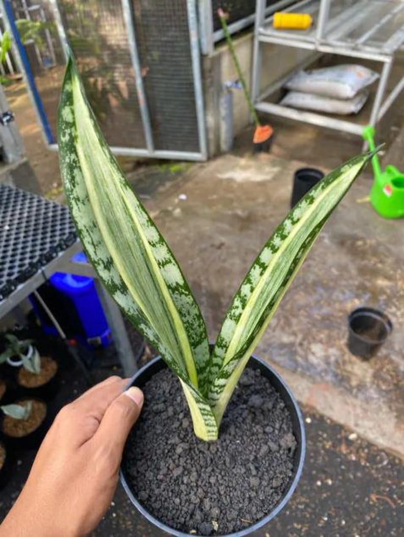 Sanseviera Bantel Batik Rare Snake Plant - Etsy