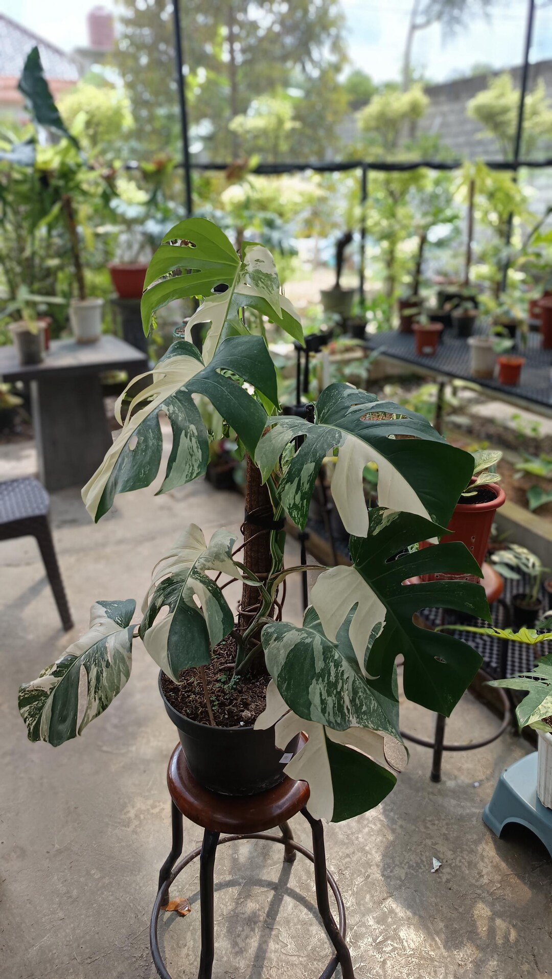 Monstera White Tiger Variegated 9 Leaves Real Picture - Etsy