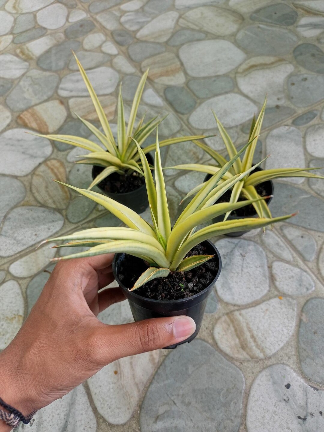 Sansevieria Gracillis Gracillima Variegated Rare Snake Plant - Etsy