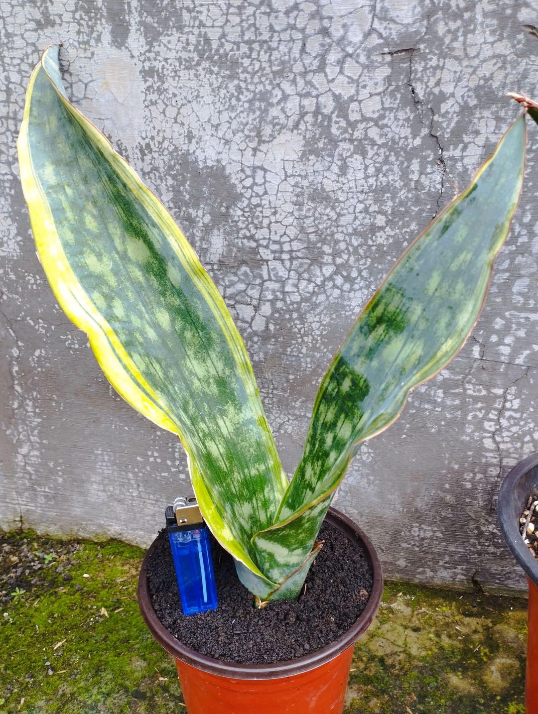 Sansevieria Mafinga KM 12 Green Form Variegated - Etsy