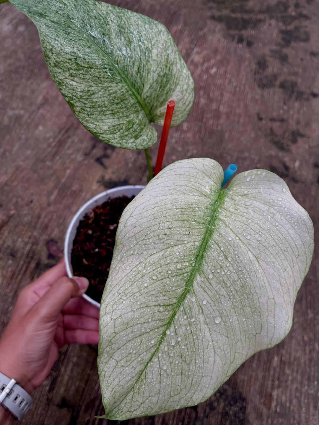 Real Picture Monstera White Devil Monster Variegated 2 Leaves - Etsy