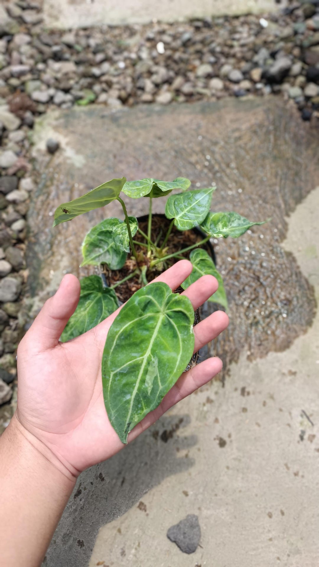 Anthurium Clarinervium X Forgetii Variegated Curly Leaf Real Picture - Etsy