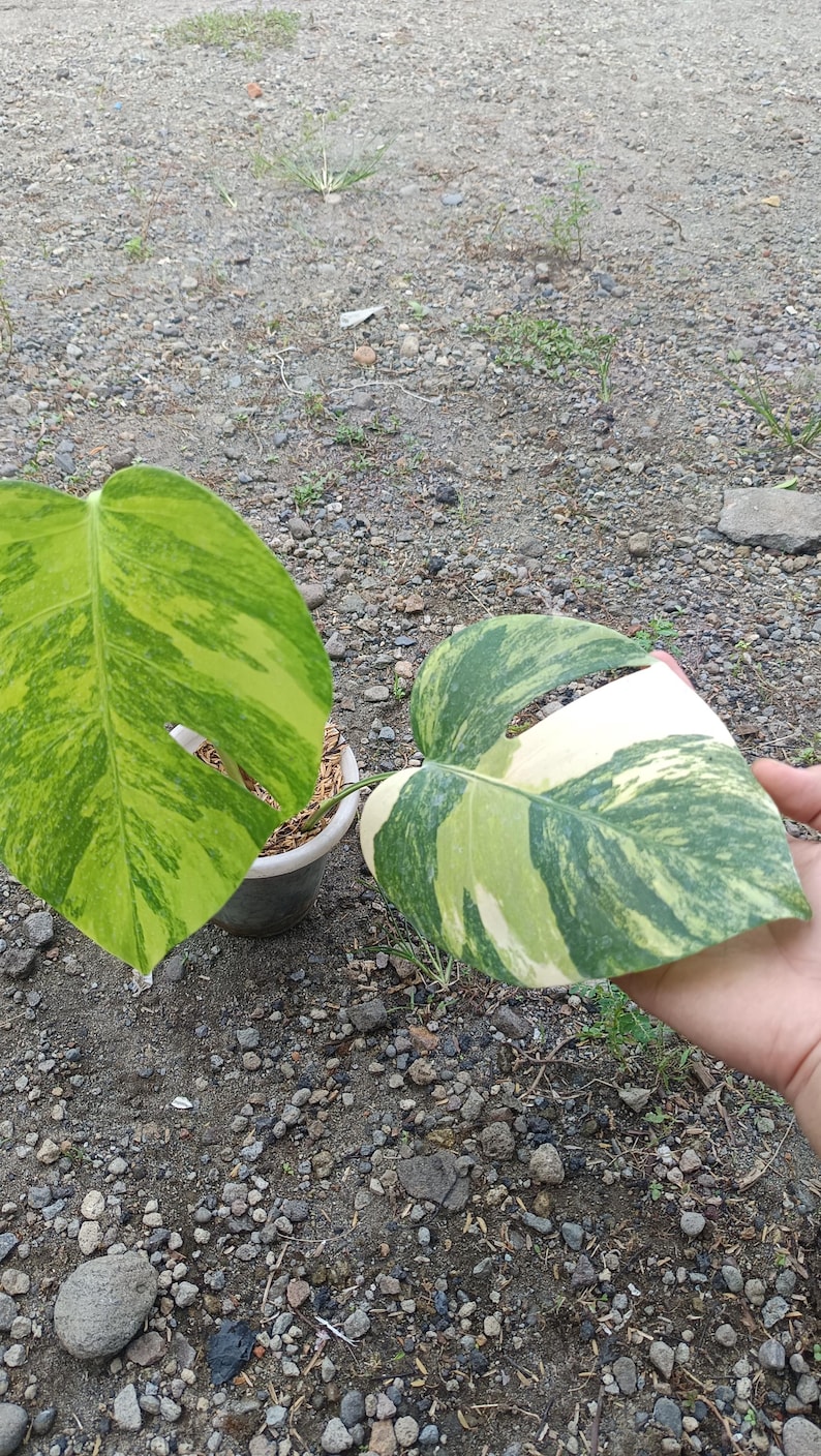 Monstera Marmorata Aurea Tricolor Variegated 2 Leaves Real Picture - Etsy