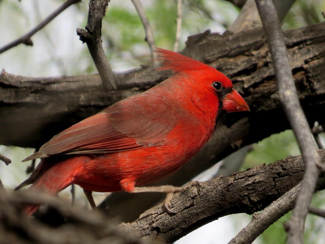 Red Northern Cardinal in Tree Photo Art Canvas 16x20 - Etsy