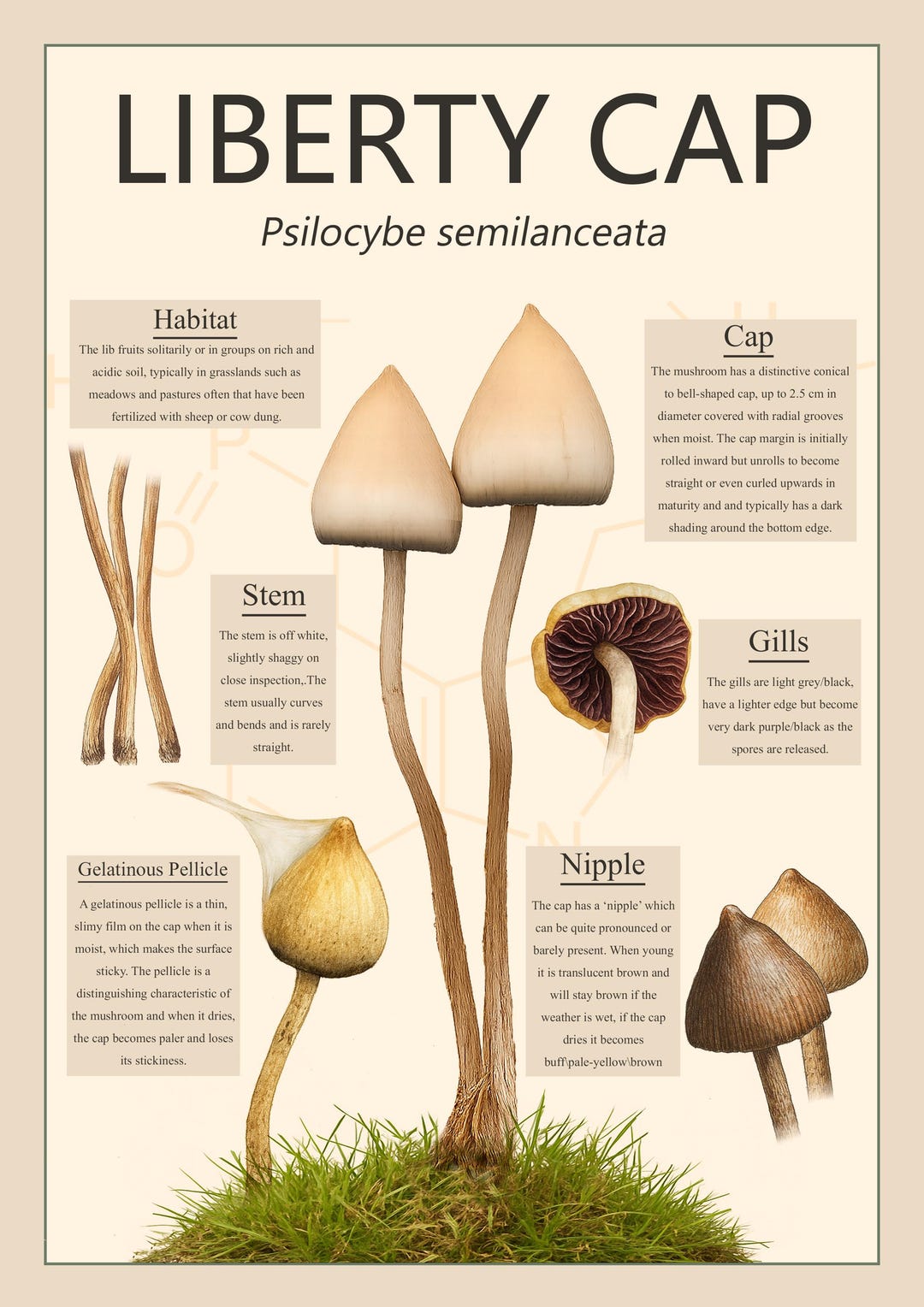 A2 Liberty Cap Identification Poster - Etsy