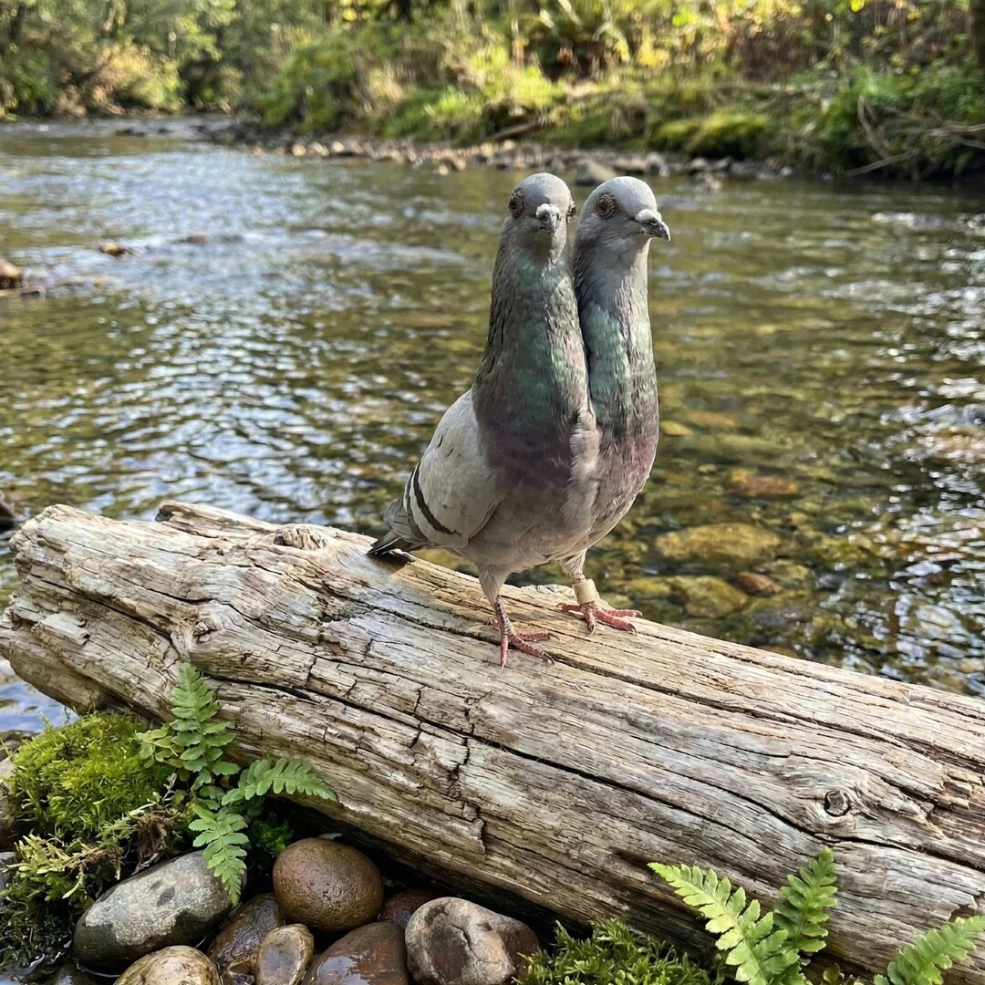 Two Headed Pigeon | Grey Bicephalic Art | Rogue Taxidermy | Ethically ...