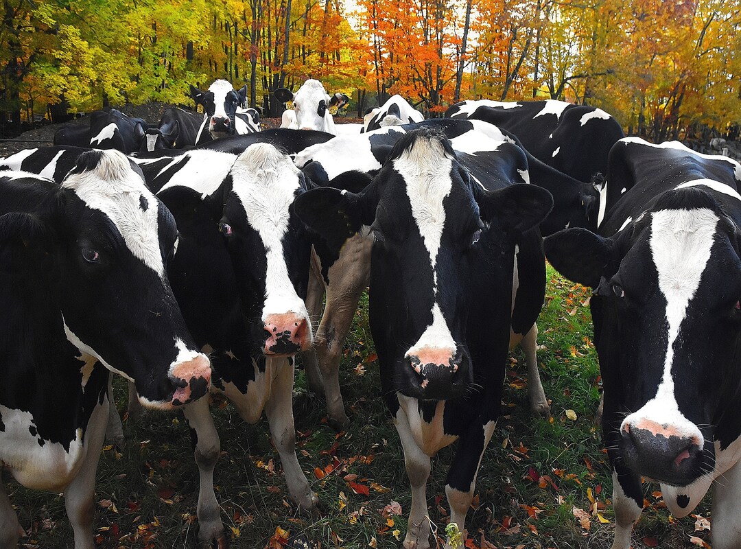 Farm Animals, Dairy Cows, Fine Art Print, Vermont Wall Art, Top Gift ...