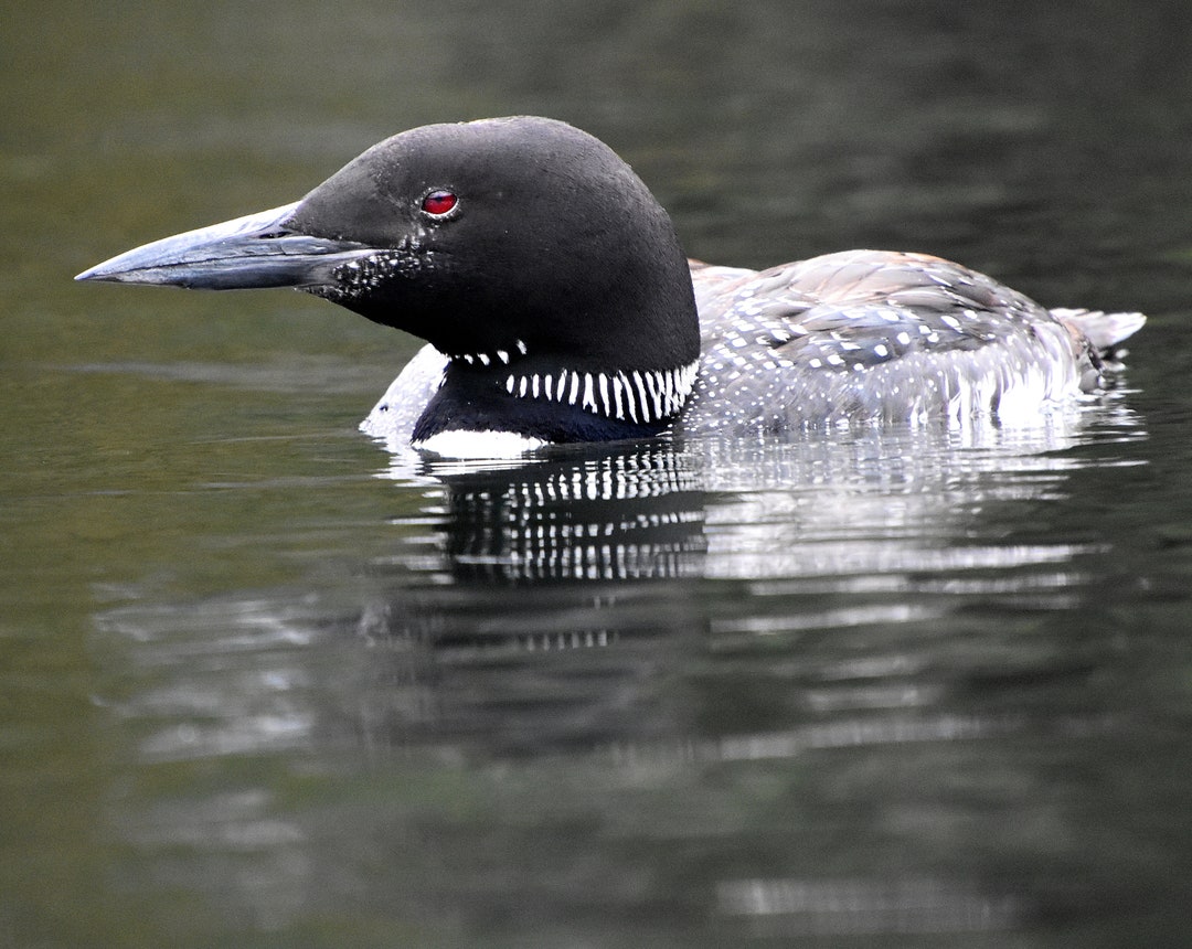 Loon, Wild Loon Chick, Limited Edition Photo, Wild Loon Photograph ...