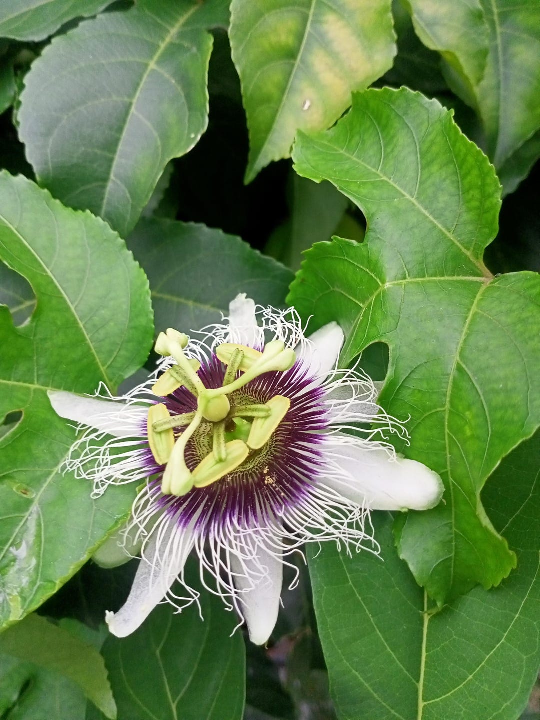 100 Passion Fruit Seeds Passiflora Incarnata | Fresh Tropical Vine ...