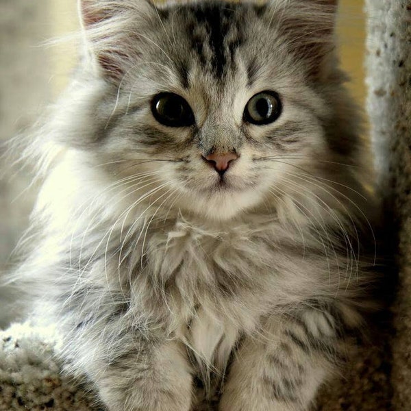 Cat Needlepoint - Etsy