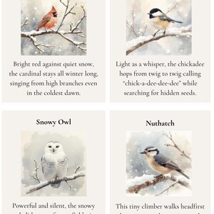 Winter Bird Flash Cards | Waldorf Homeschool Nature Study (PDF Pattern ...