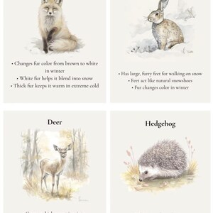 Winter Animals Curriculum: Homeschool Study, Stories & Cards (PDF) - Etsy