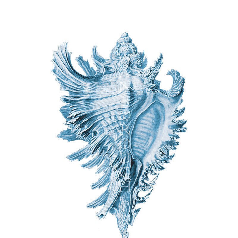 Blue Seashells - Etsy