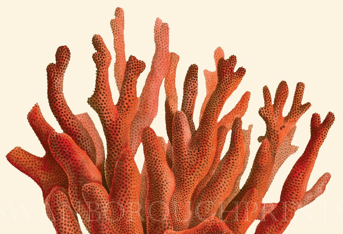 Red Branch Coral Sea Life Print Bathroom Wall Decor Sea Coral - Etsy