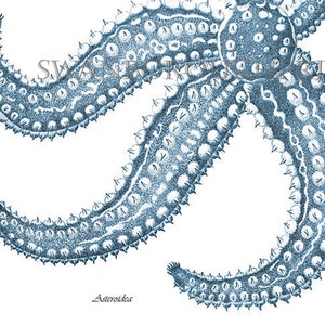 Blue Starfish Print Blue Sea Star Print. Blue Wall Art Bathroom Decor ...