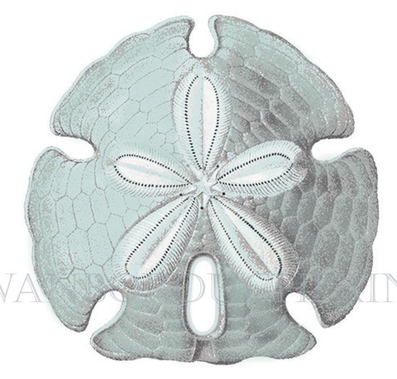 Sand Dollar Shell Print Sea Foam Colour Beach Bathroom Decor - Etsy