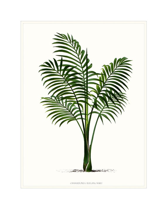 Palm Tree Art Print. Tropical Tree Print. Beach House Print. | Etsy