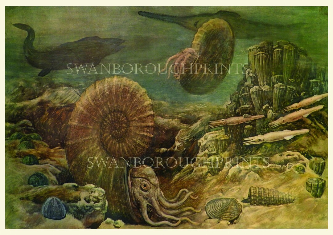 Dinosaur Print Ammonite, Belemnite, Mosasaurus, Perfect Picture for a ...