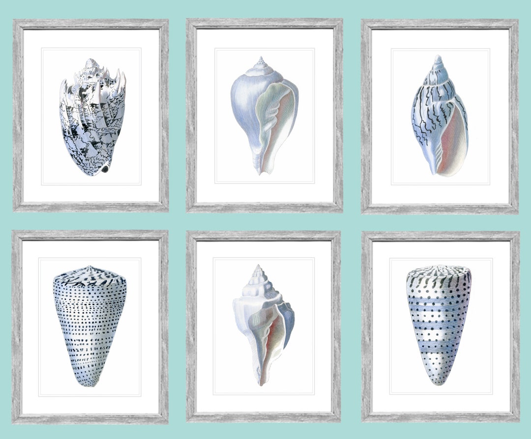 Six Blue and White Sea Shell Prints, Coastal Home Sea Life Decor, - Etsy