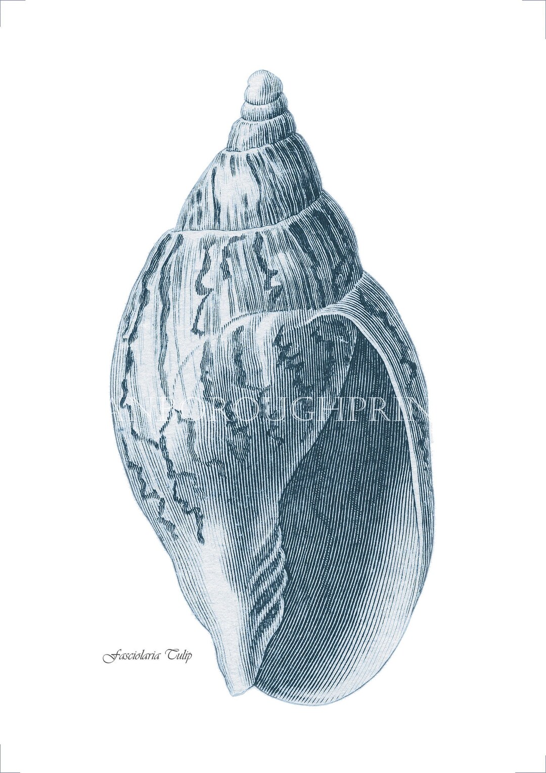 Blue Sea Shell Art Print. Blue Seashell Wall Art. Beach Bathroom Sea ...