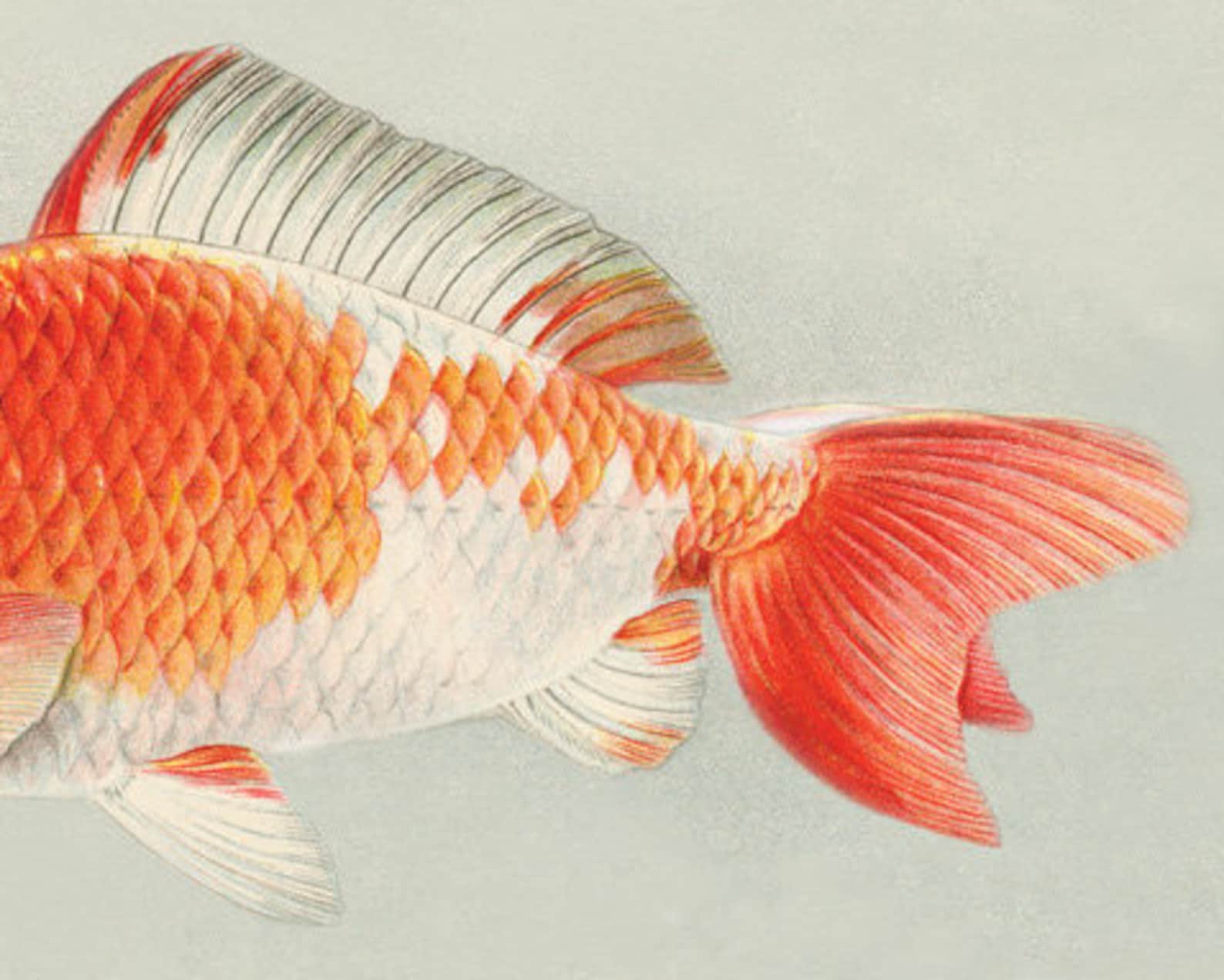 Wakin Goldfish Print. The Common Goldfish Japanese Koi Fish | Etsy