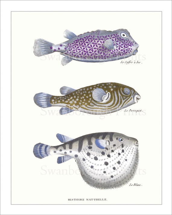 Tropical Fish Print Puffer Fish Art Print. Trunk Fish Drawing. | Etsy