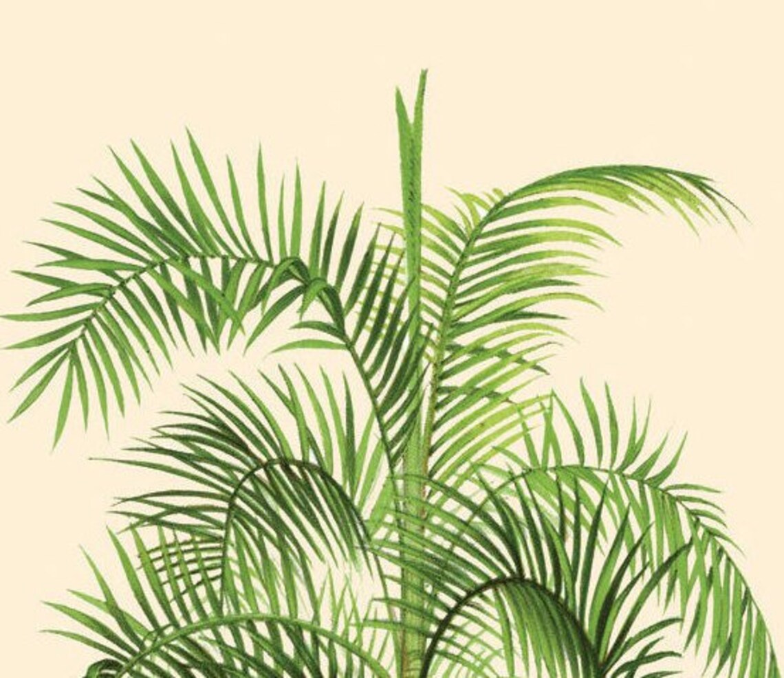 Palm Tree Art Print Tropical Beach Style Coastal Living Etsy Uk