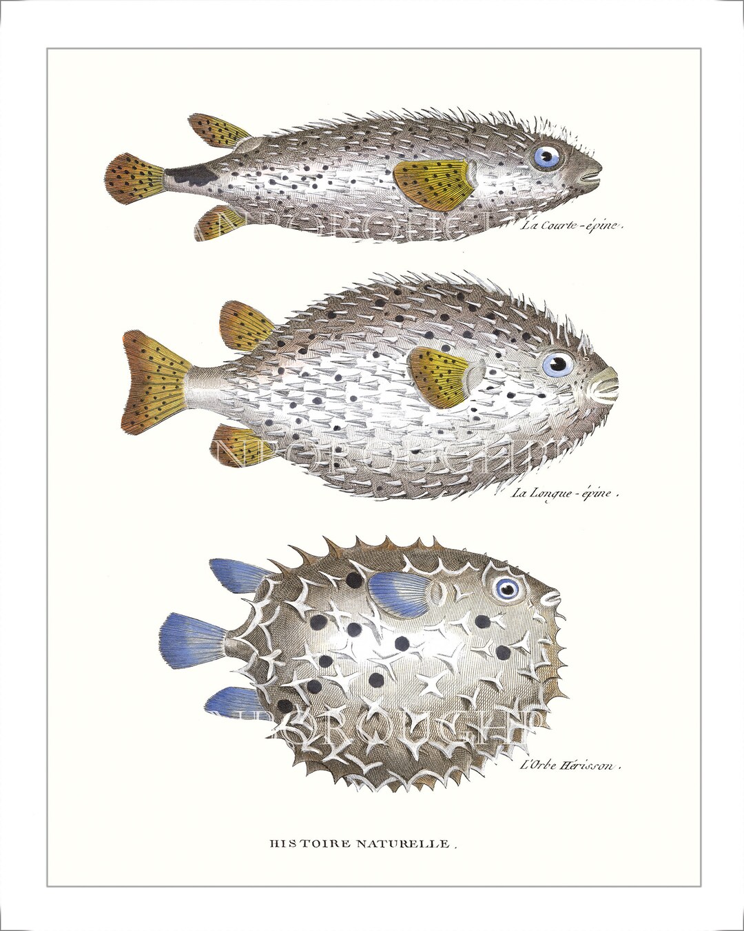 Puffer Fish Print, Historie Naturelle Showing 3 Types of Puffer Fish ...