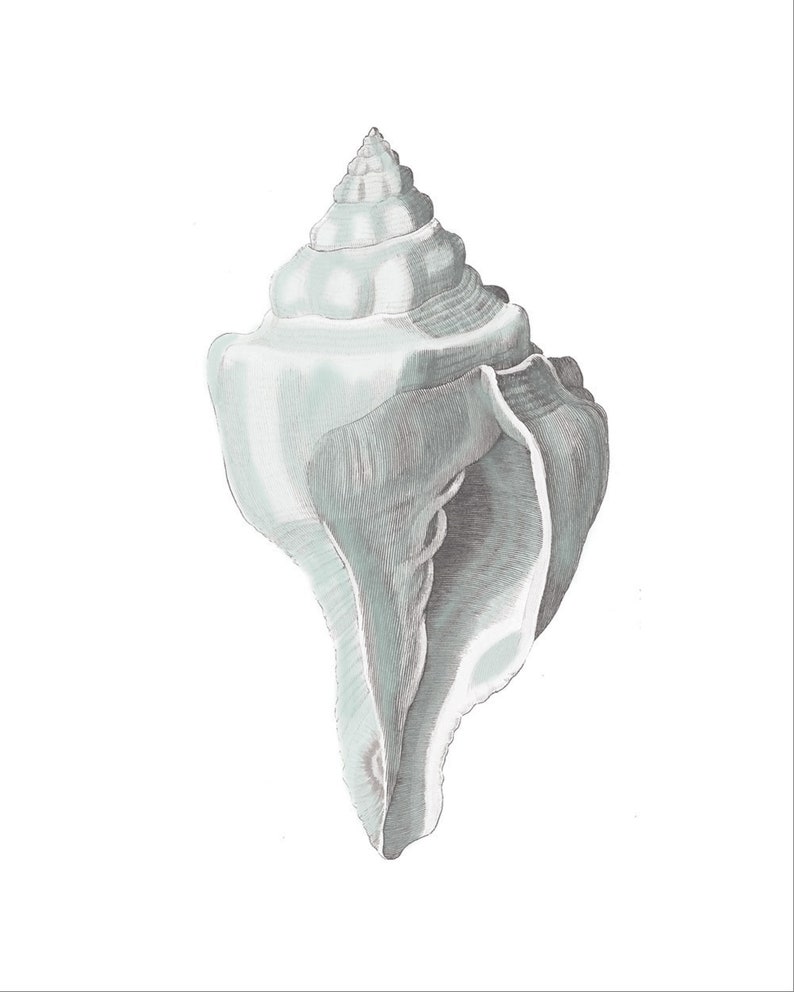 Pale Blue Seashell Sea Foam Colour Beach Home Bathroom Decor, Coastal ...