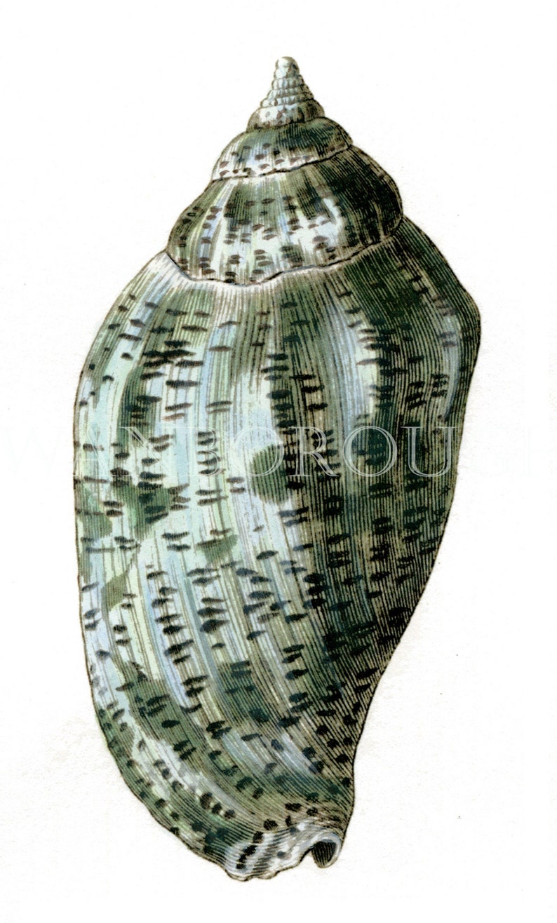 Green Cone Sea Shell Print Seashell Sea Life Bathroom Decor Giclée ...