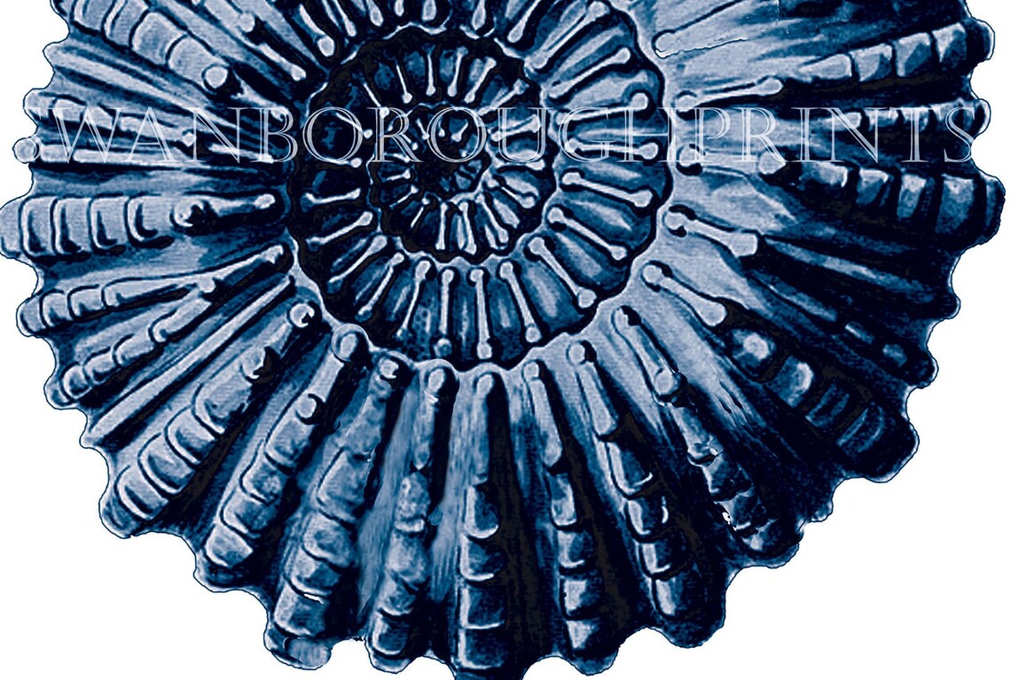 Navy Blue Ammonite Print. Sea Life Art Blue Ammonite Print Giclée ...