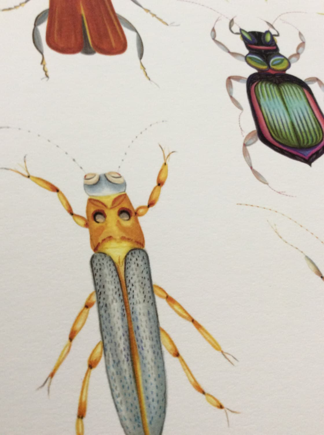 Insect Art Print Beetles Bugs Insect Print Archival | Etsy