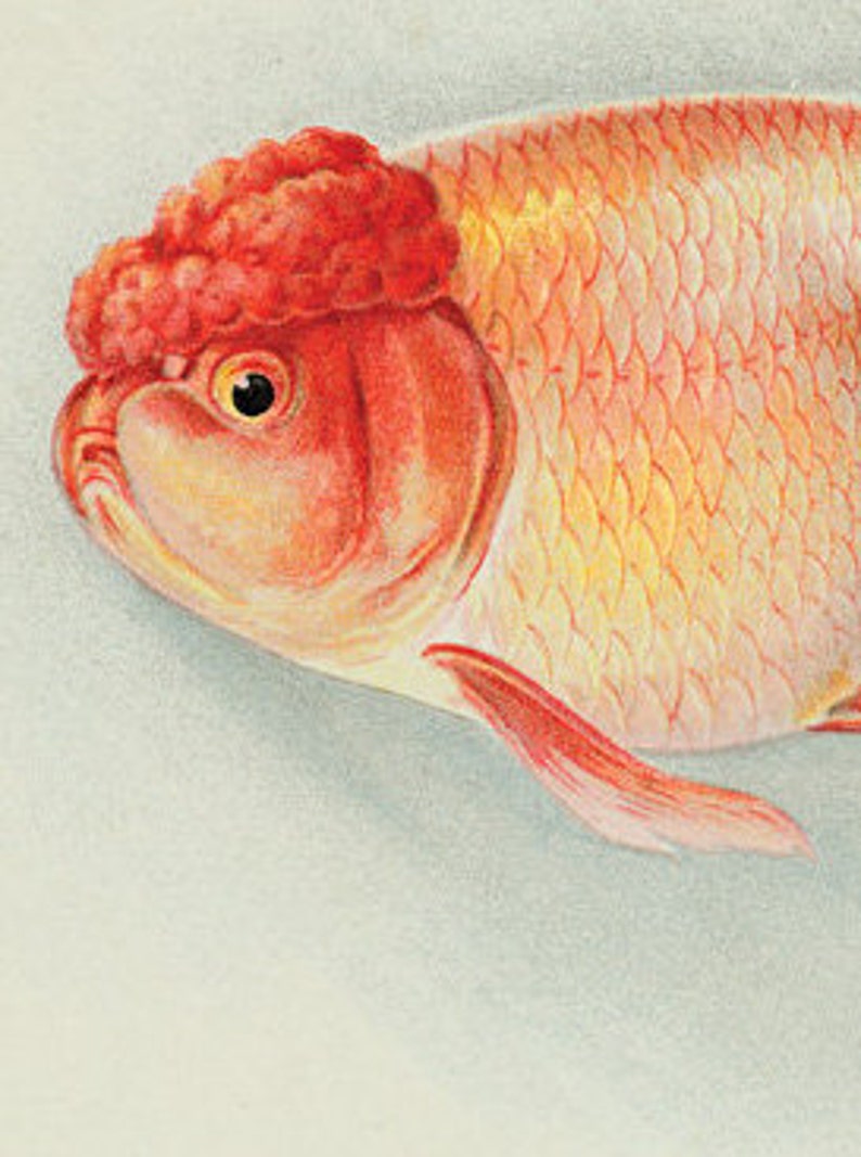 Shukin Goldfish Print: Longtail Ranchu Japanese Koi Carp Art - Etsy UK