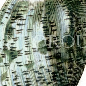 Green Cone Sea Shell Print Seashell Sea Life Bathroom Decor Giclée ...