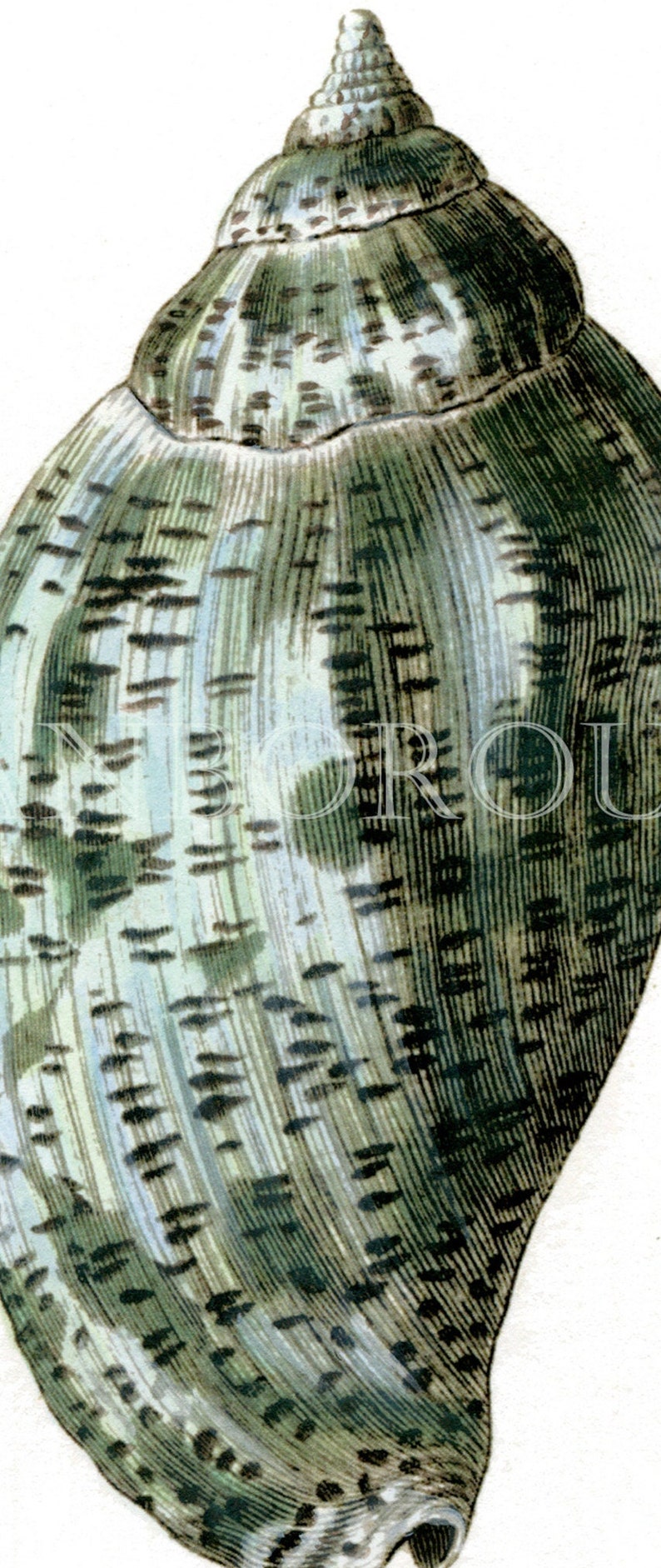 Green Cone Sea Shell Print Seashell Sea Life Bathroom Decor - Etsy UK