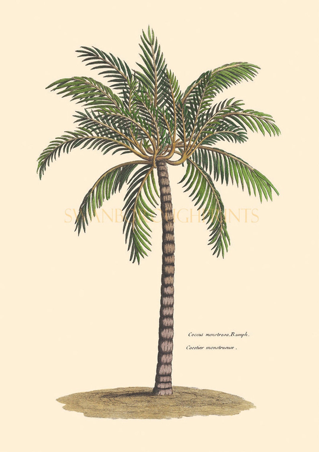 Palm Tree Print Tropical Beach Palm Tree. Giclée Printed Onto Smooth ...