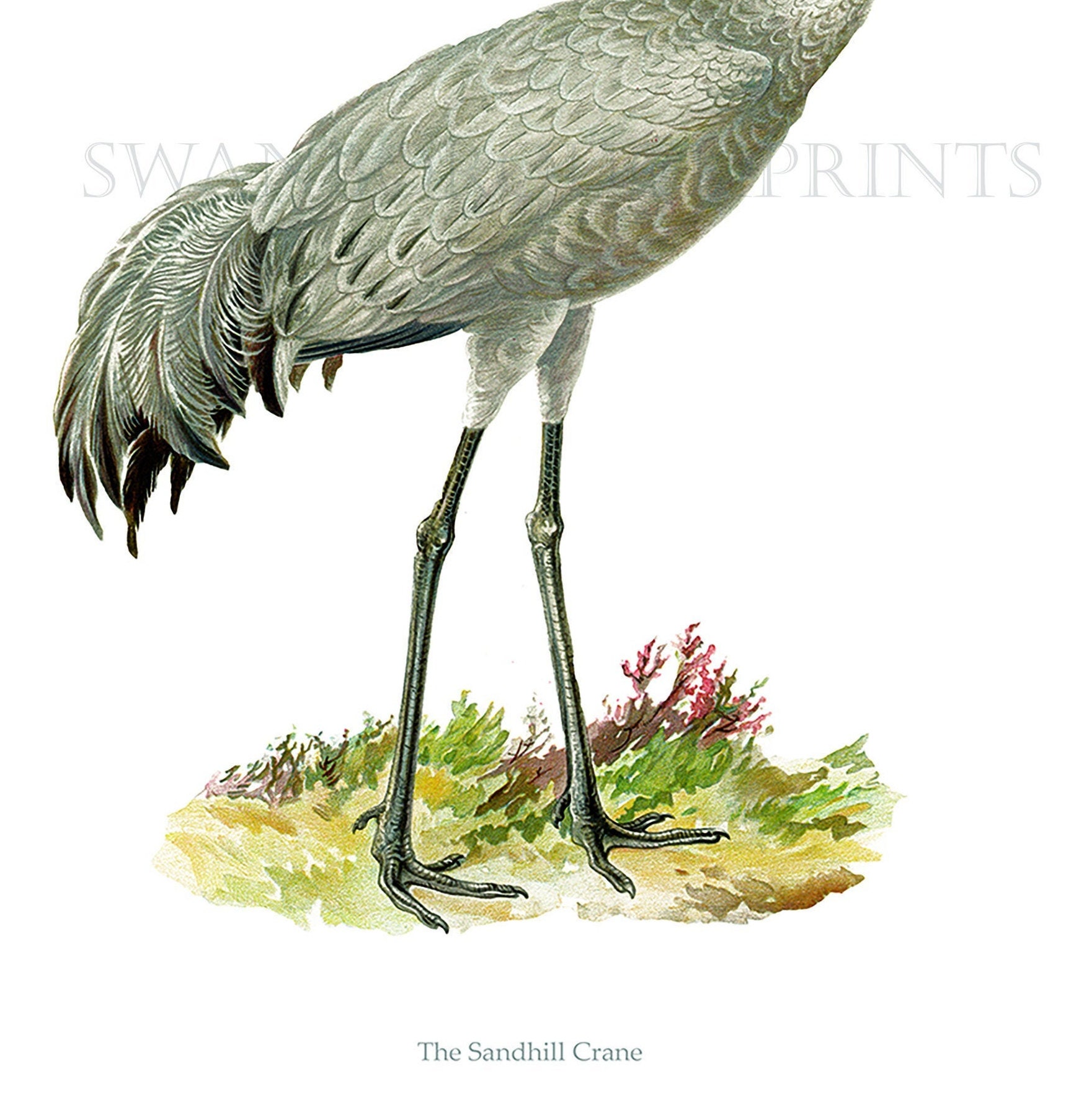 Sandhill Crane Bird Drawing
